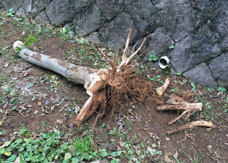 勝手に生えた木の根っこを自分で抜く【抜根方法と使った道具】 ちらしの夜更かしブログ